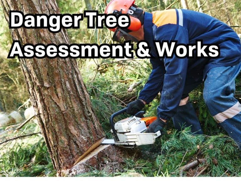 Danger Tree Assessment & Works - District of Mackenzie