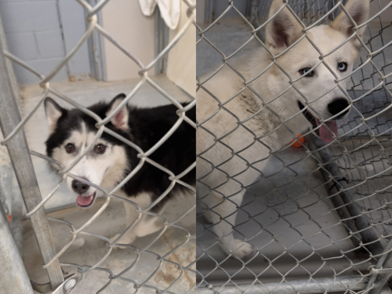 Found Dogs - At Large - District of Mackenzie